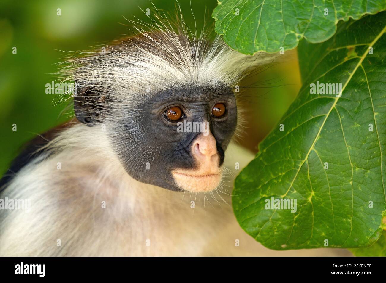 Zanzibar Red Colobus Monkey in Zanzibar, Tanzania Stock Photo - Alamy