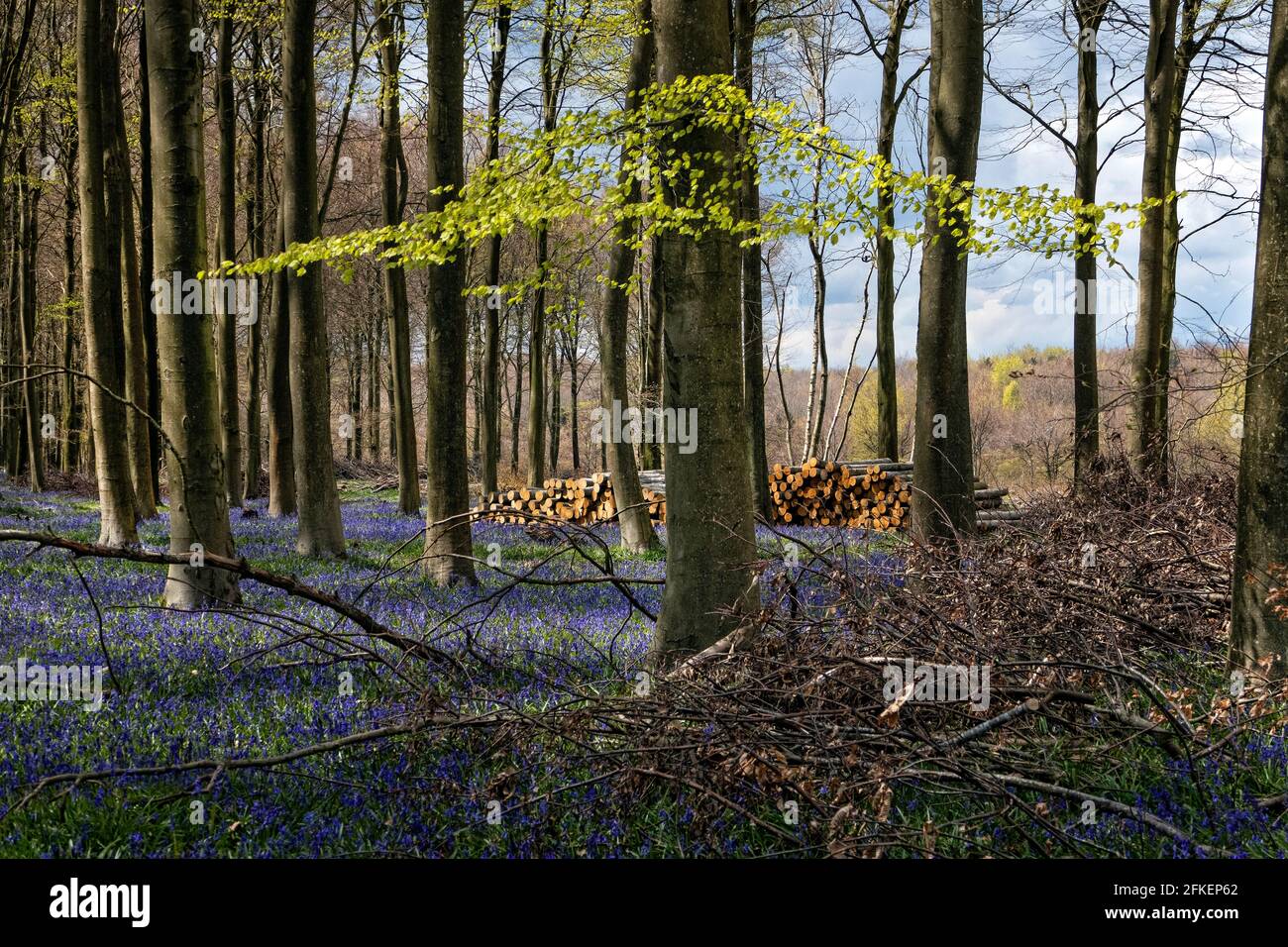 Kent forestry commission wood hi-res stock photography and images - Alamy