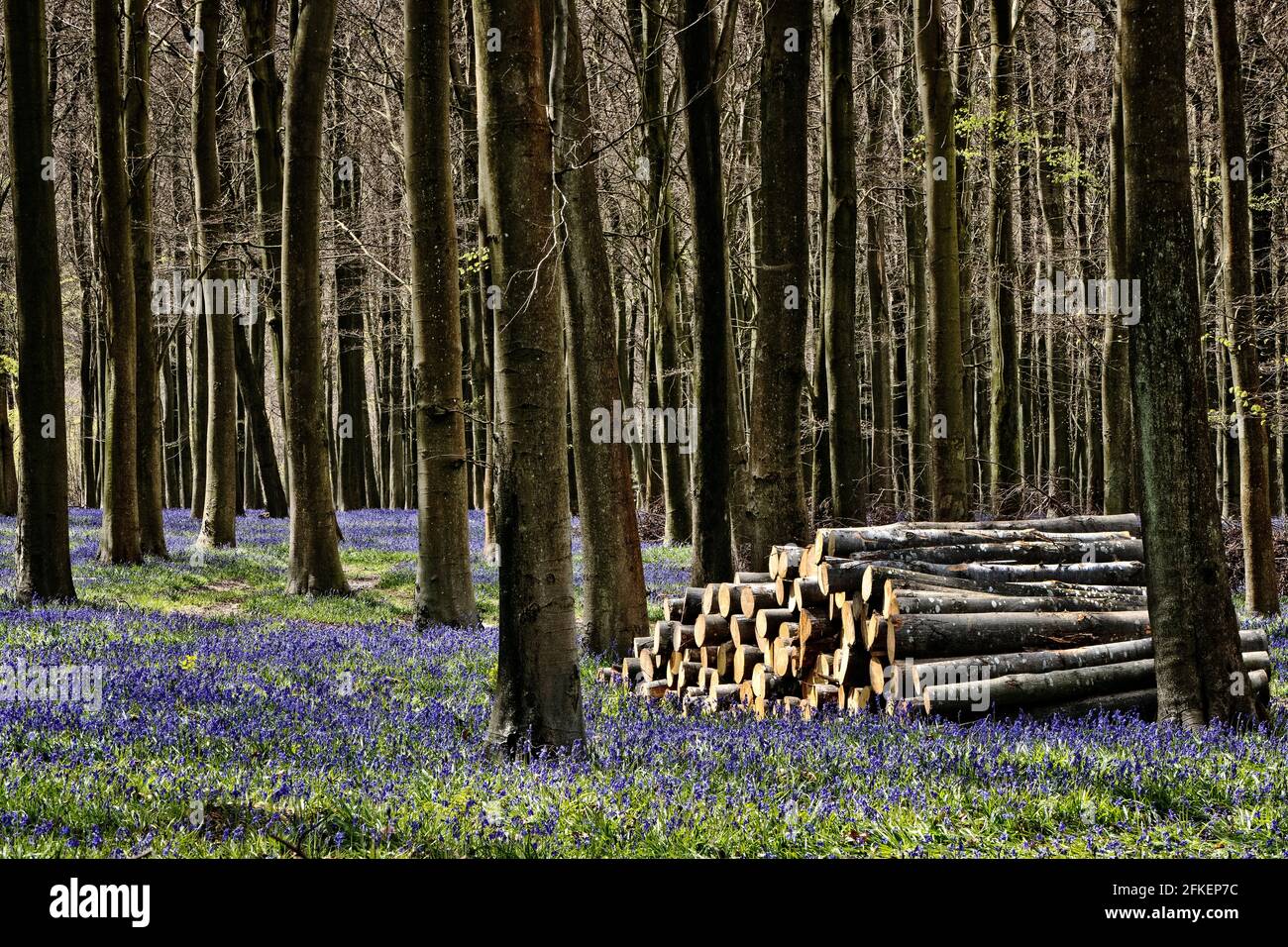 Bluebell forest on the Pilgrams Way Chilham Kent UK Stock Photo - Alamy