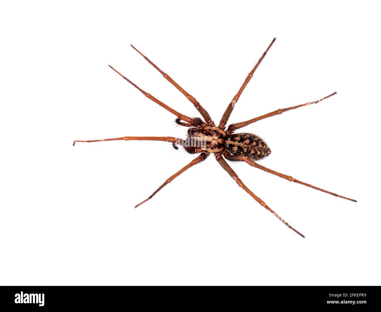 Giant house spider aka Eratigena duellica Stock Photo - Alamy