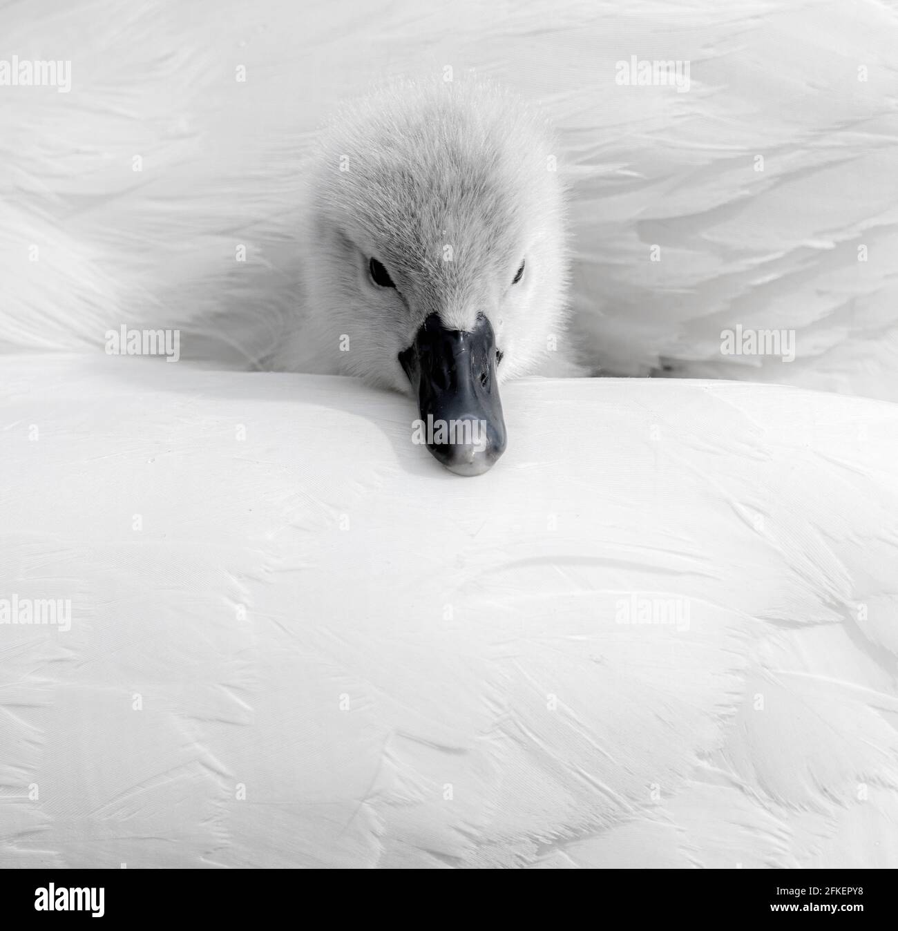 Closeup shot of a baby swan sitting in her mother's feathers Stock ...
