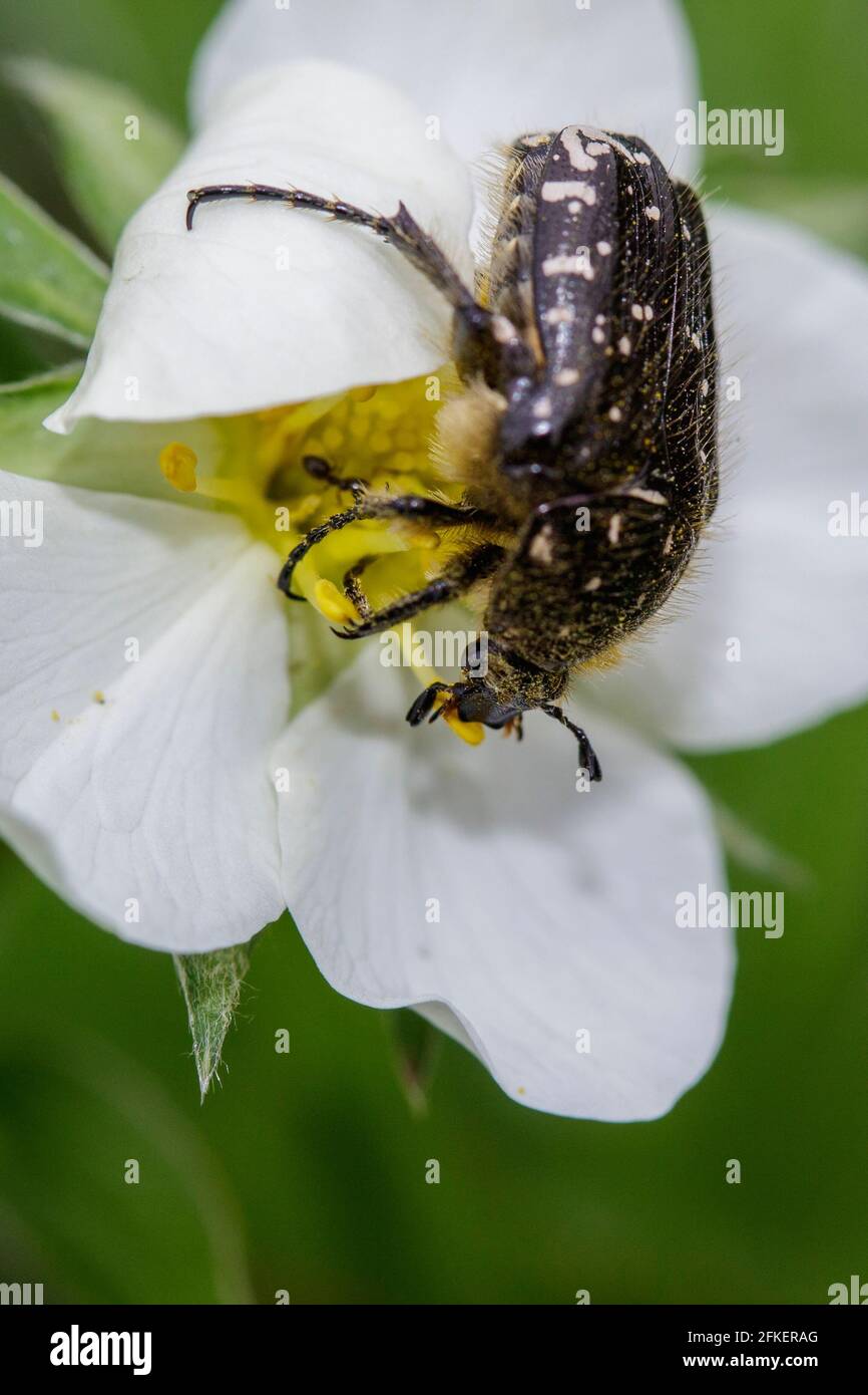 Macro of an insect Stock Photo - Alamy