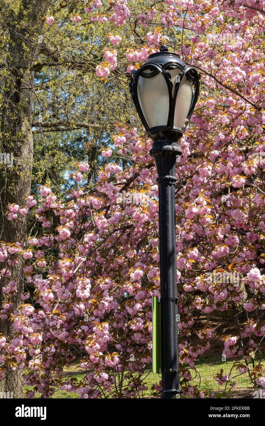 Lit lamppost tree hi-res stock photography and images - Alamy