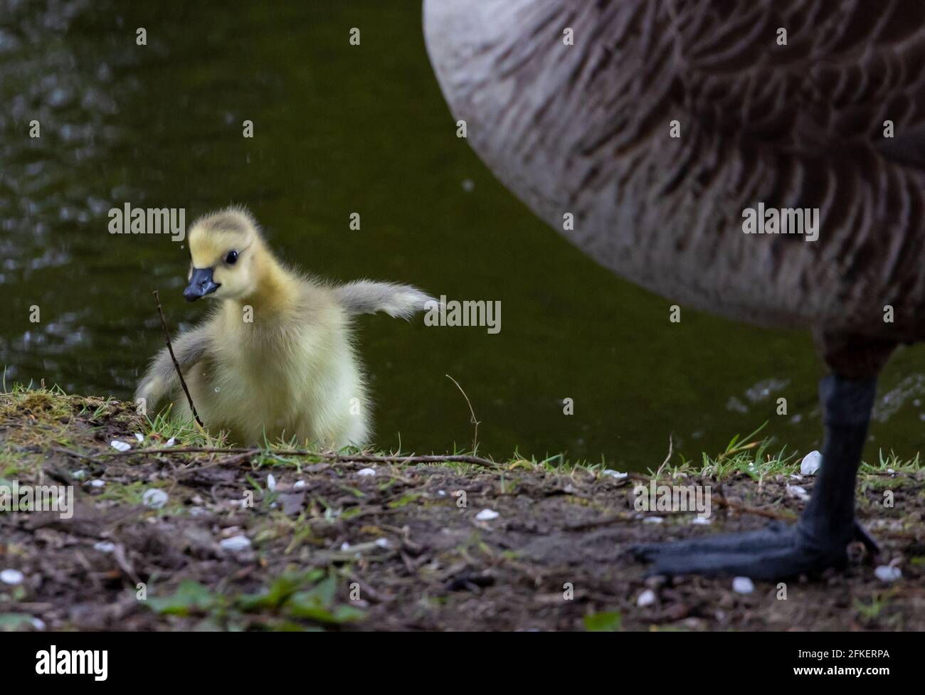 Cute duckling getting out of the water Stock Photo - Alamy