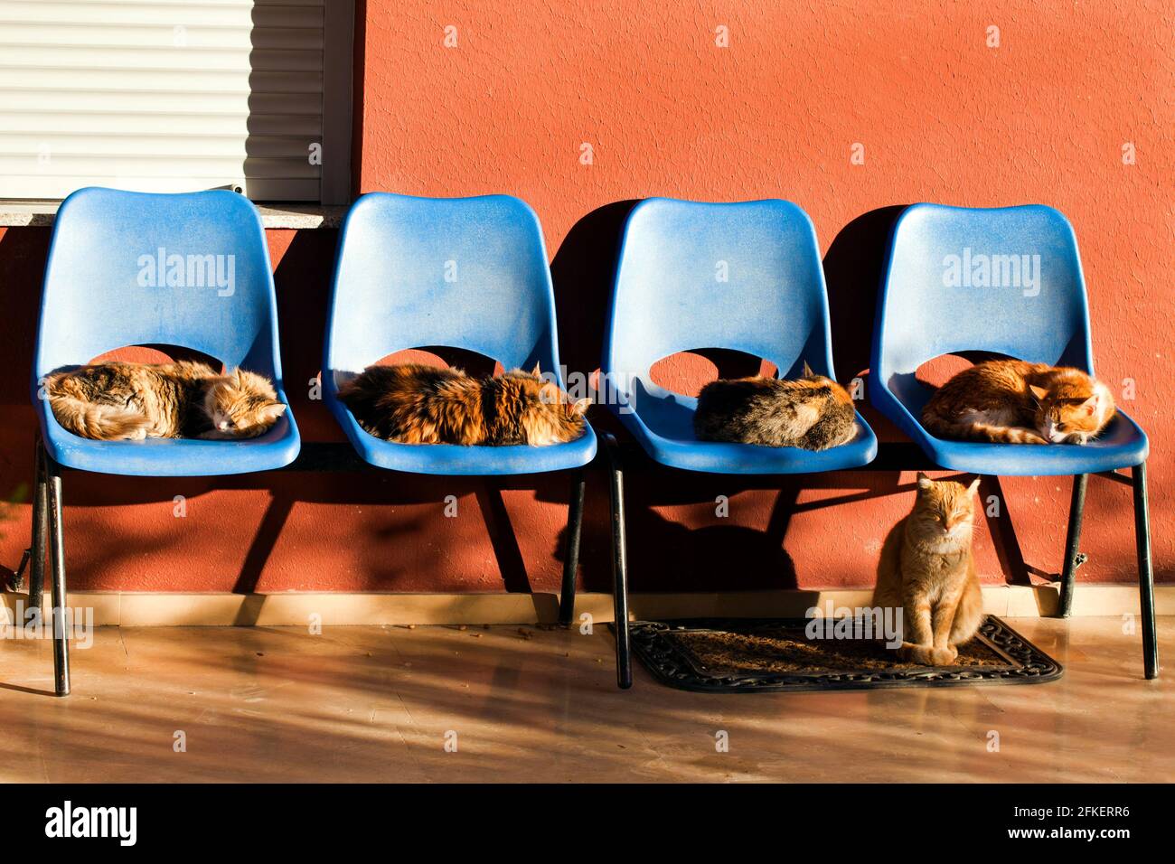 Sweet Animal Cats Sitting on Chairs Photo Stock Photo - Alamy