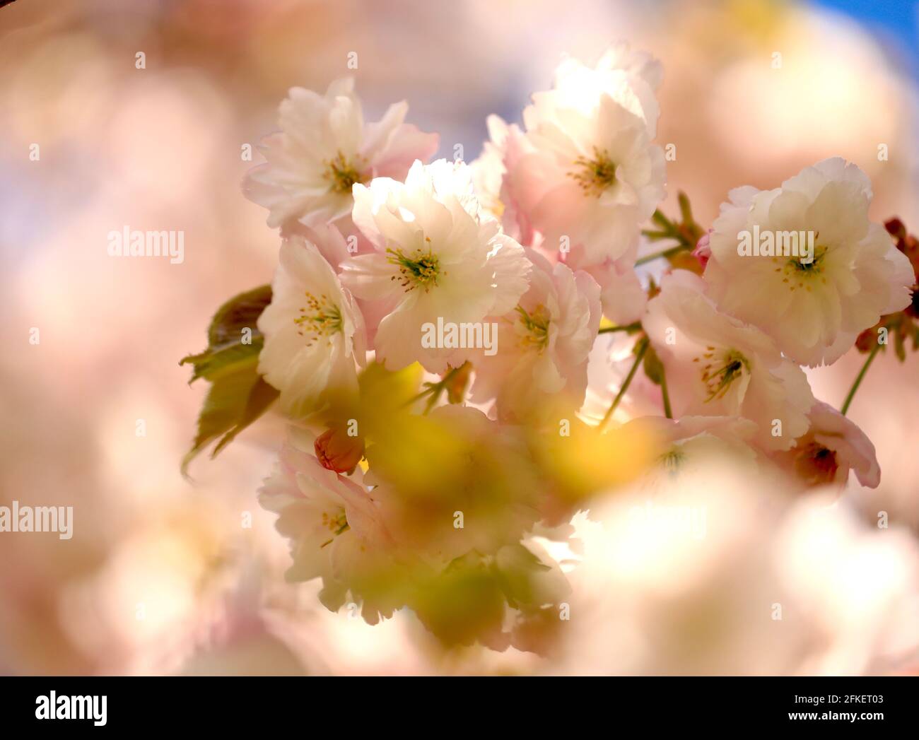 Cherry Blossom, sunlit spring Cherry Blossom Batsford Woods Cotswolds ...