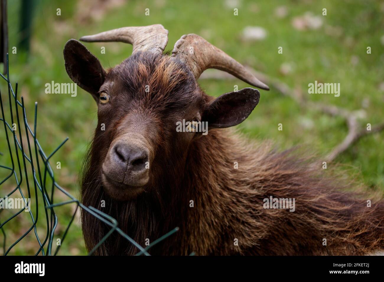 A goat behind a fence Stock Photo - Alamy