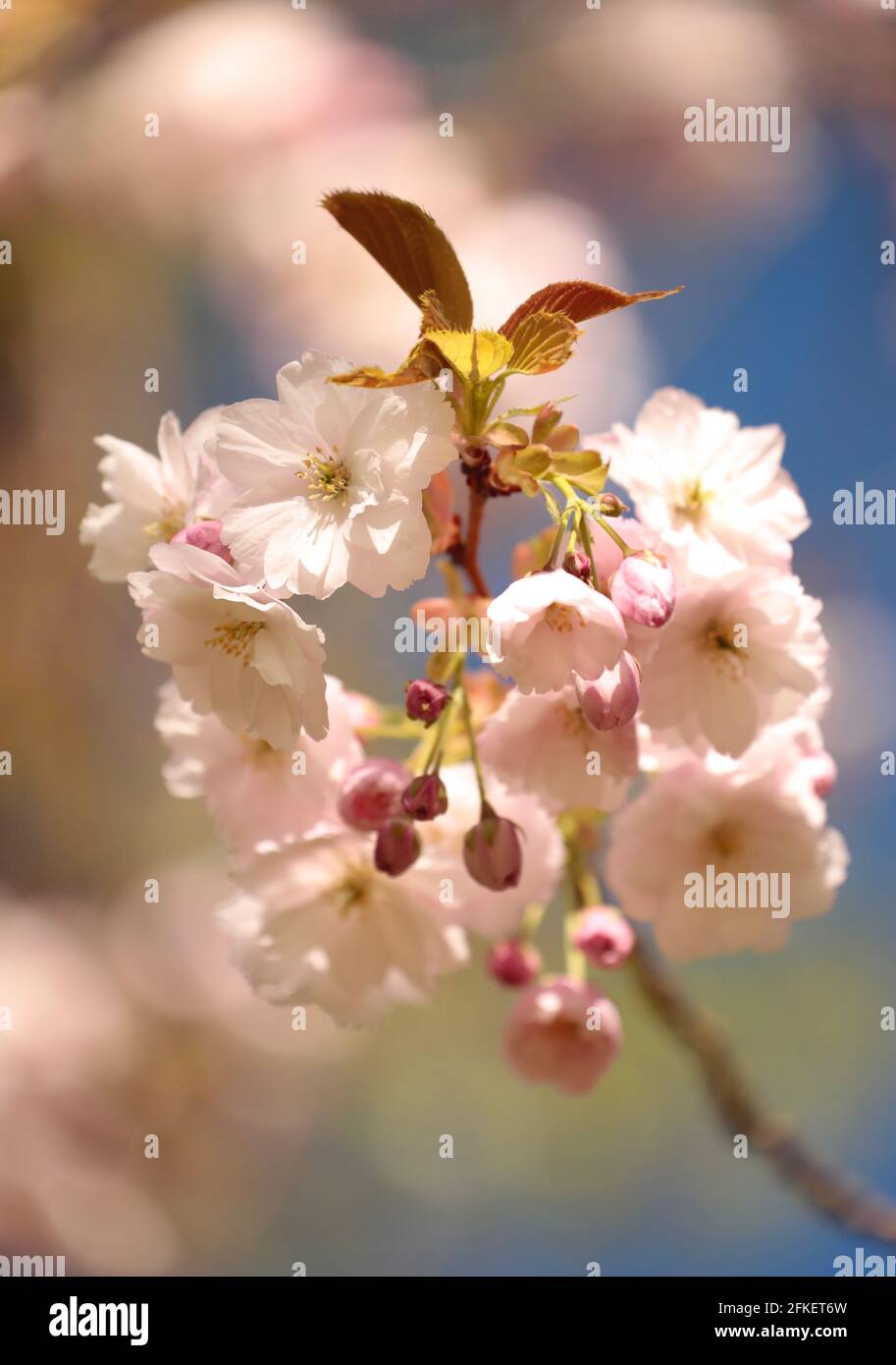 Cherry Blossom, sunlit spring Cherry Blossom Batsford Woods Cotswolds ...