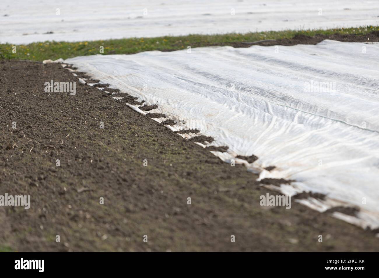 Field vegetable covered plastic agriculture hi-res stock photography ...