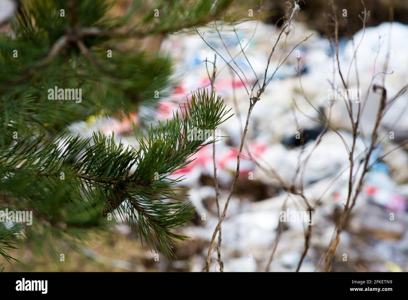 Rubbish in a forest, garbage, dump and trash Stock Photo - Alamy