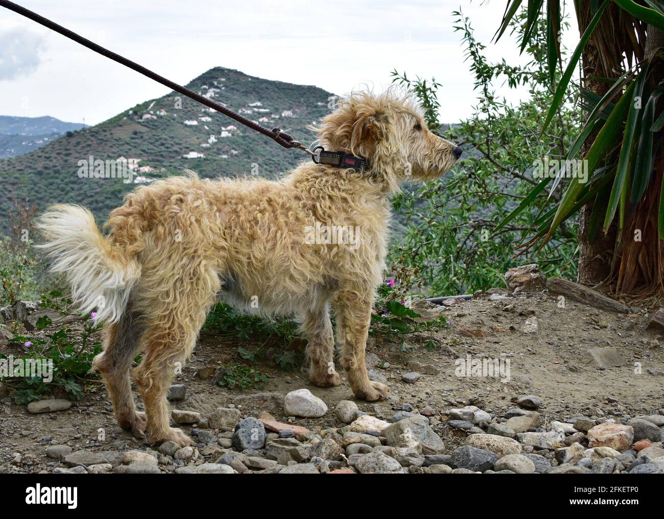 Closeup shot of a cute otterhound dog on a leash Stock Photo - Alamy