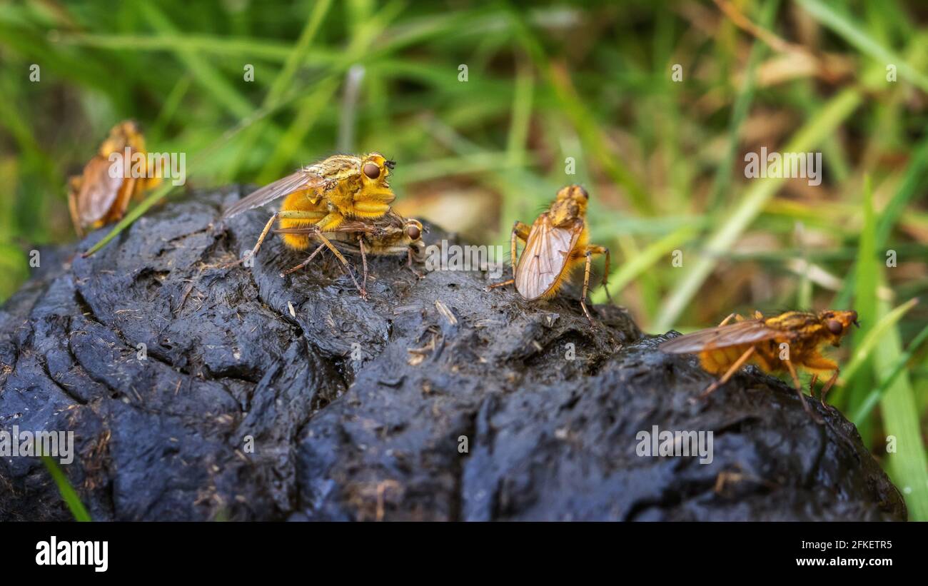 Pair of yellow dung flies hi-res stock photography and images - Alamy