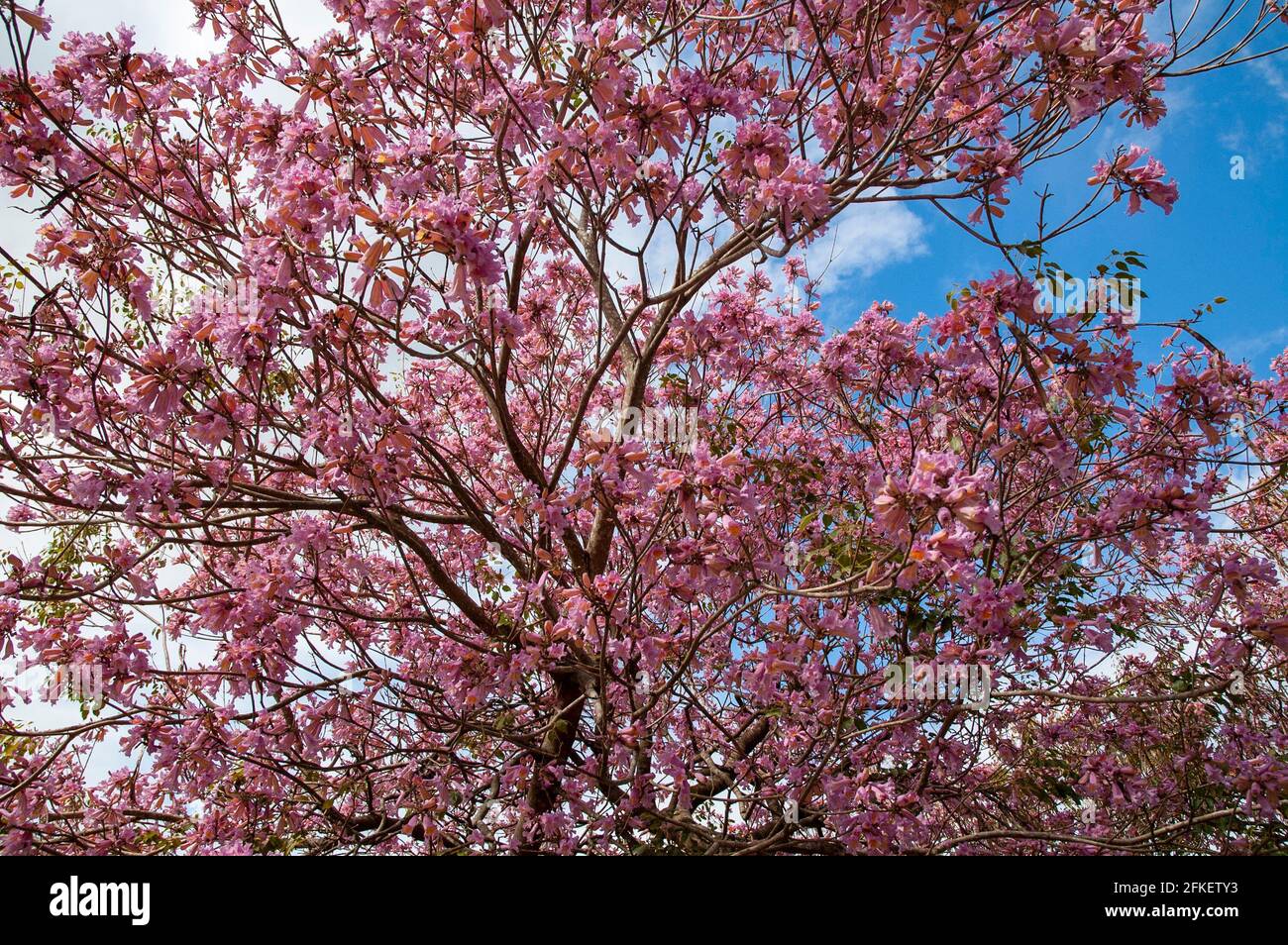 New England has the best colors in the springtime Stock Photo - Alamy