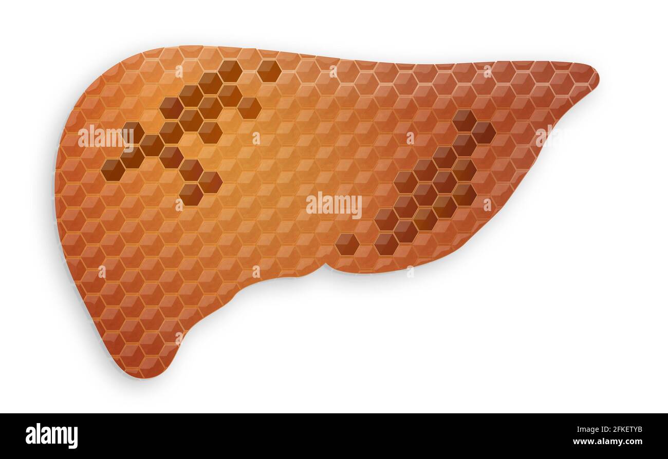 Human liver on a white background. 3D visualization Stock Photo - Alamy