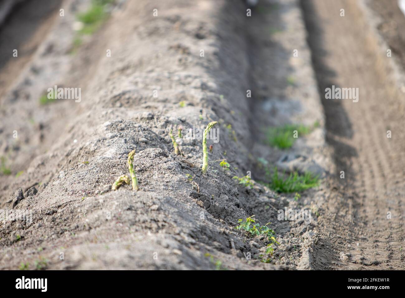 Asparagus officinalis soil hi-res stock photography and images - Alamy