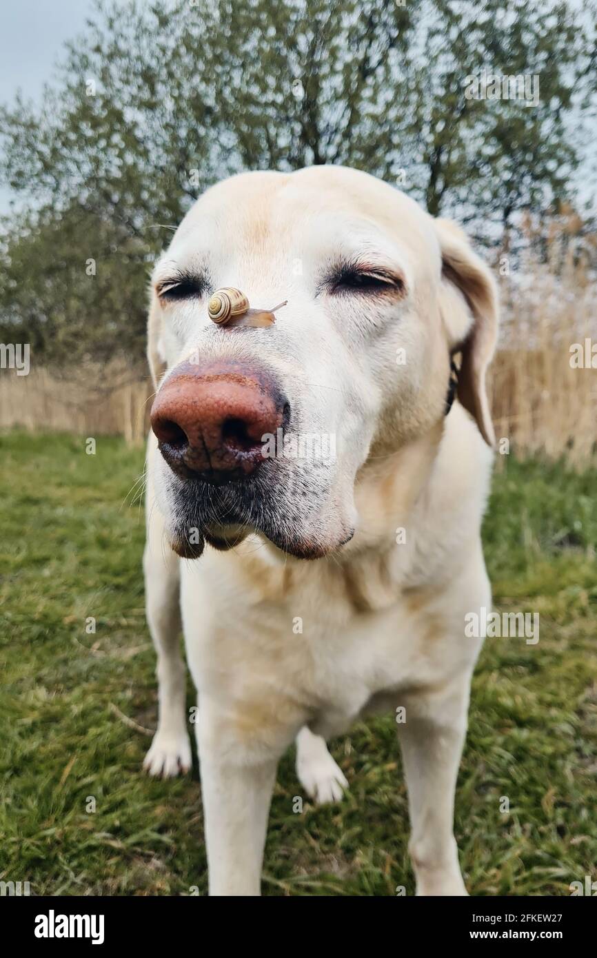 Little snail crawling on snout of dog. Funny portrait of labrador ...