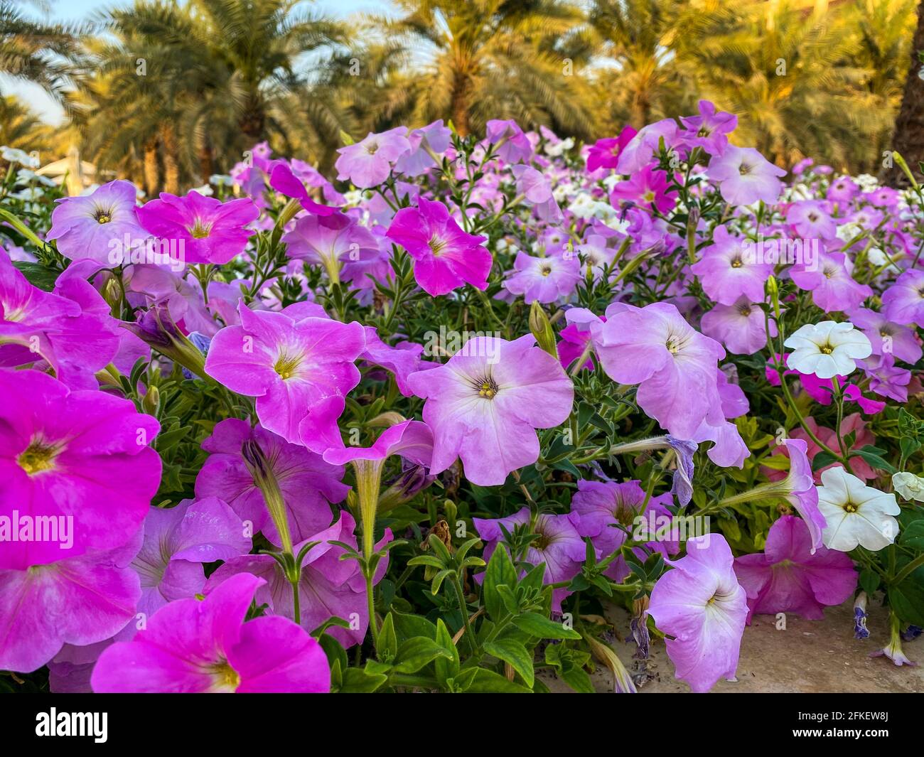 Purple and Pink misty lilac spreading petunia (Petunia hybrida) flowers ...