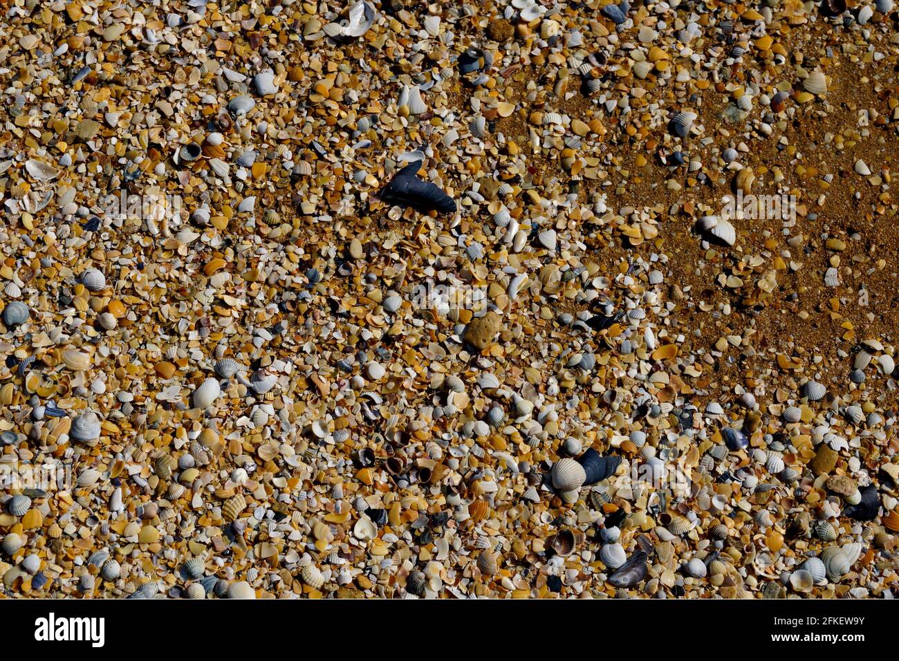 Small seashells on the beach Background of the shell Stock Photo - Alamy