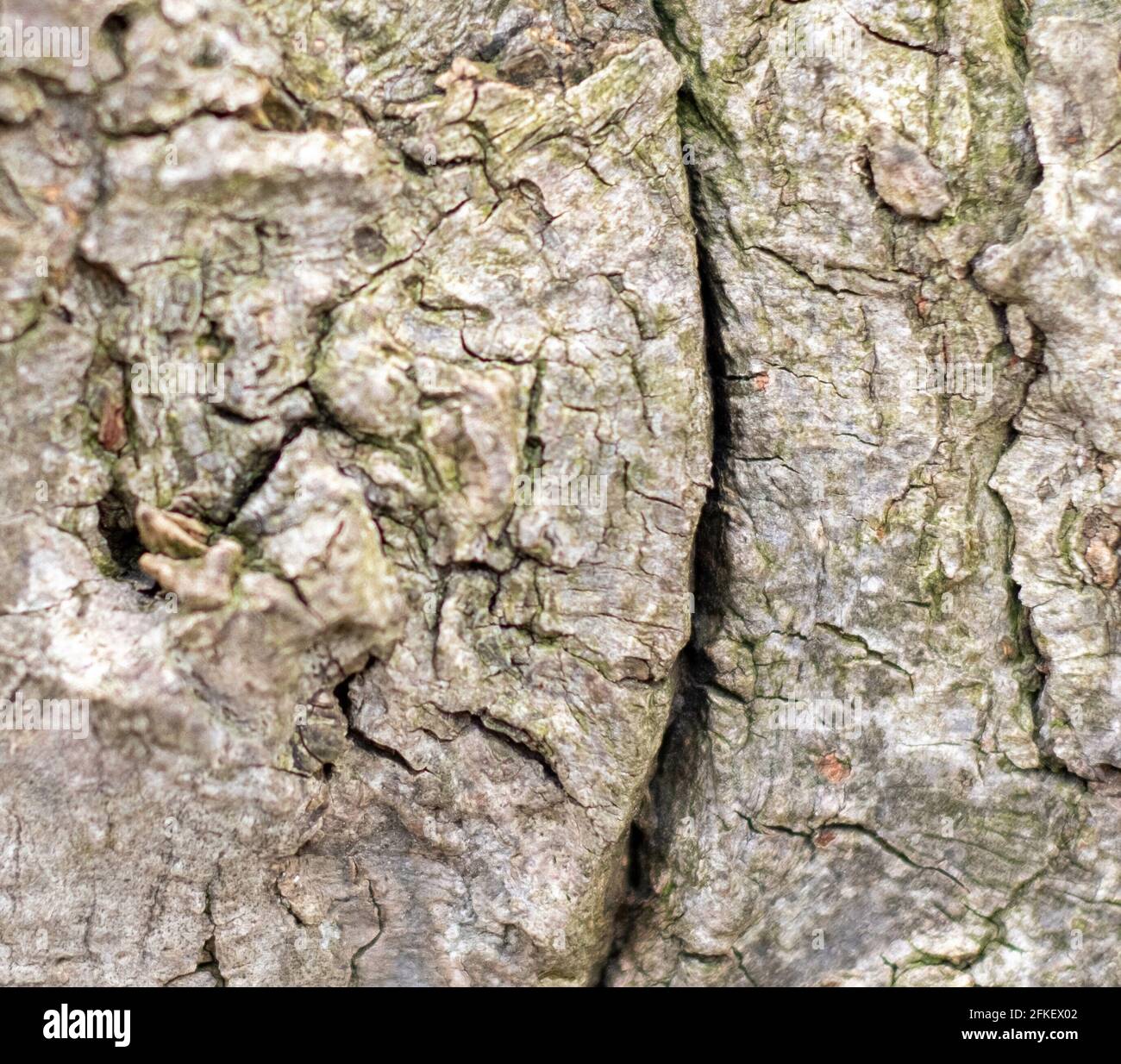 Closeup shot of a craked wood texture Stock Photo - Alamy