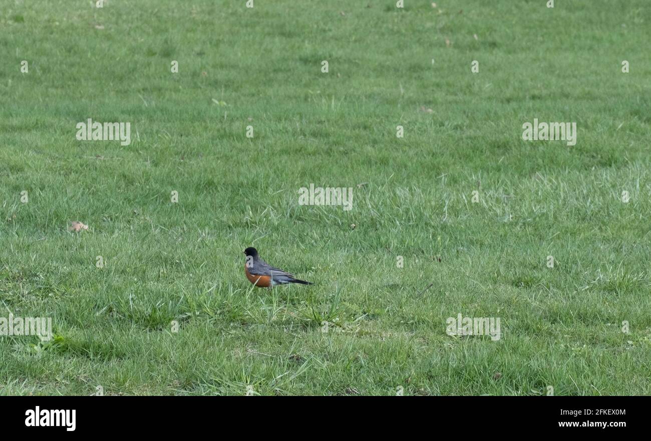 Cute little bird with a red chest in a green meadow Stock Photo - Alamy