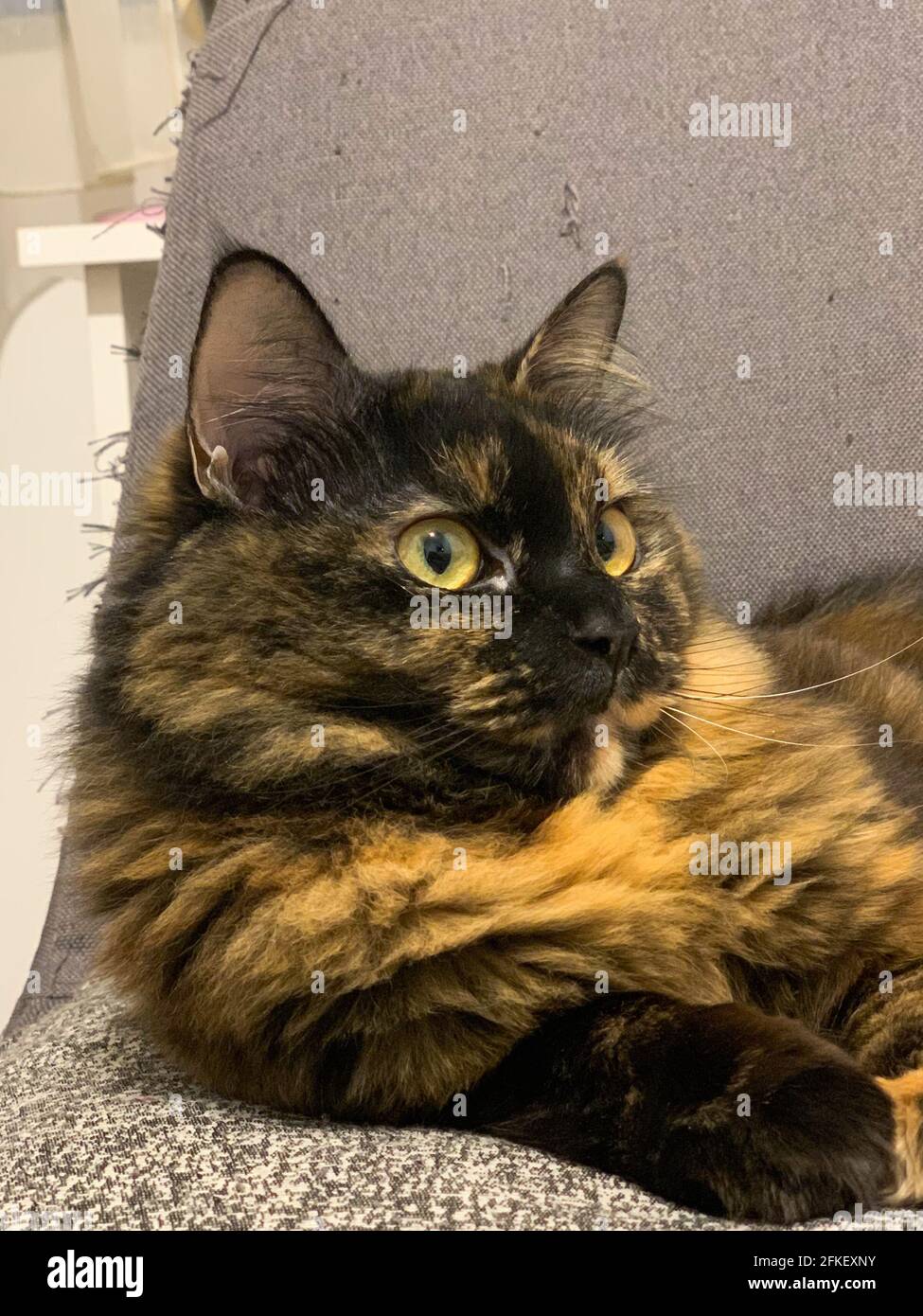 Vertical shot of a cute fluffy tortoiseshell cat Stock Photo - Alamy