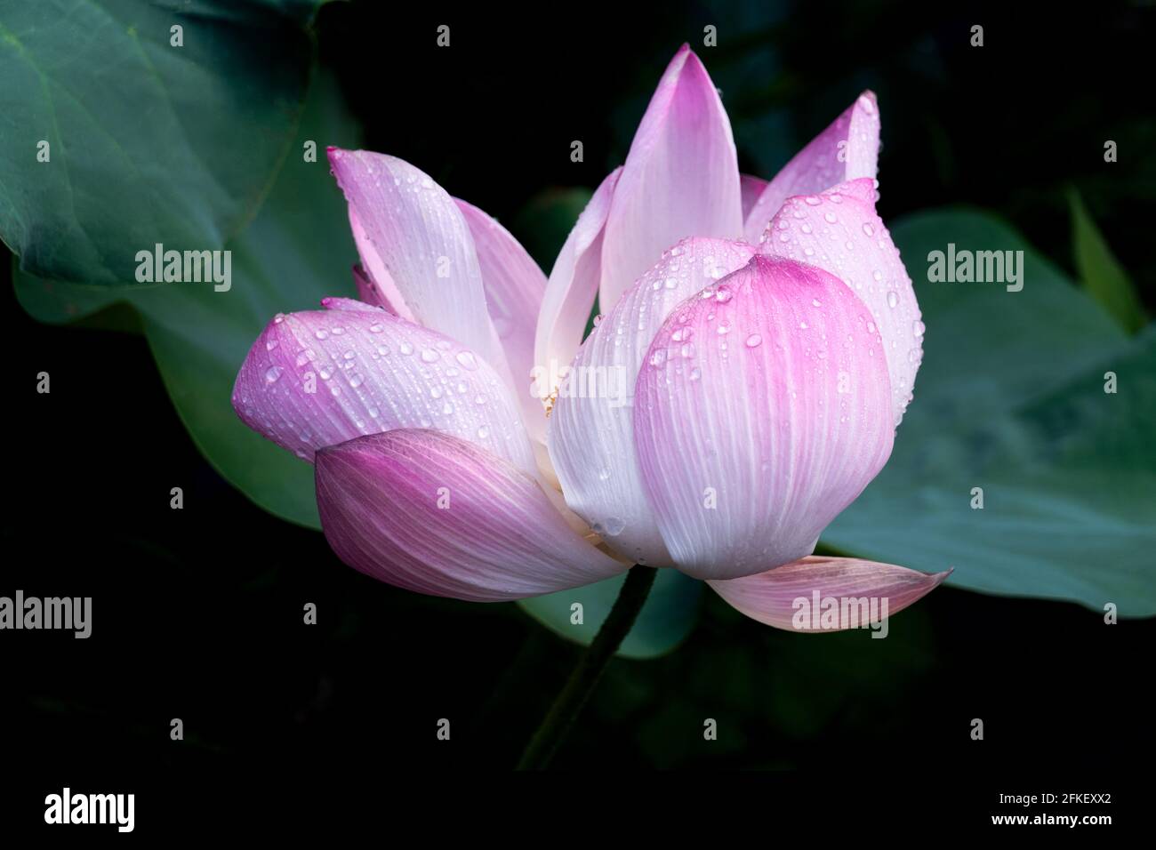 dew drop on petal of pink lotus with dark green leave in water pond ...