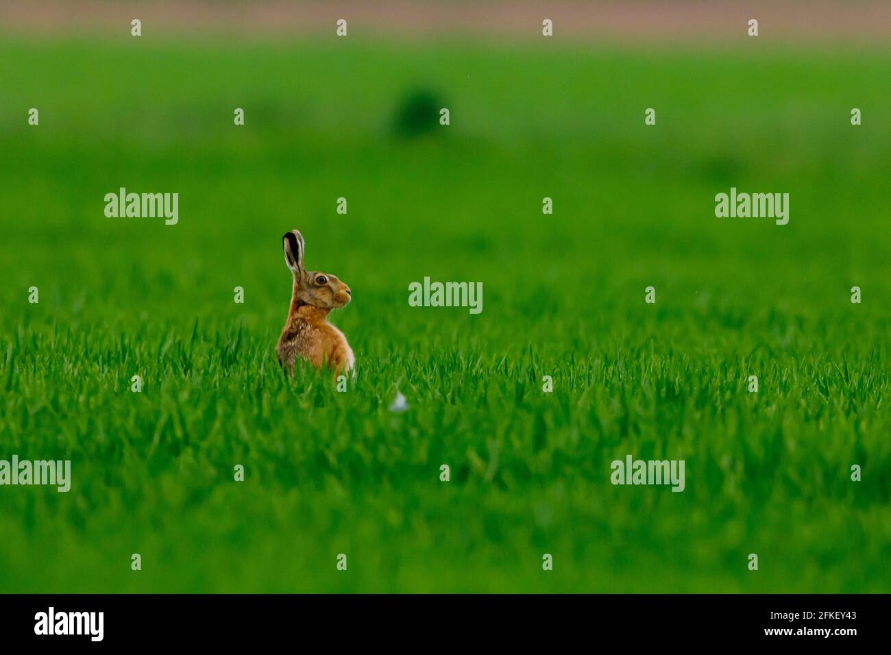 A wild hare hi-res stock photography and images - Alamy