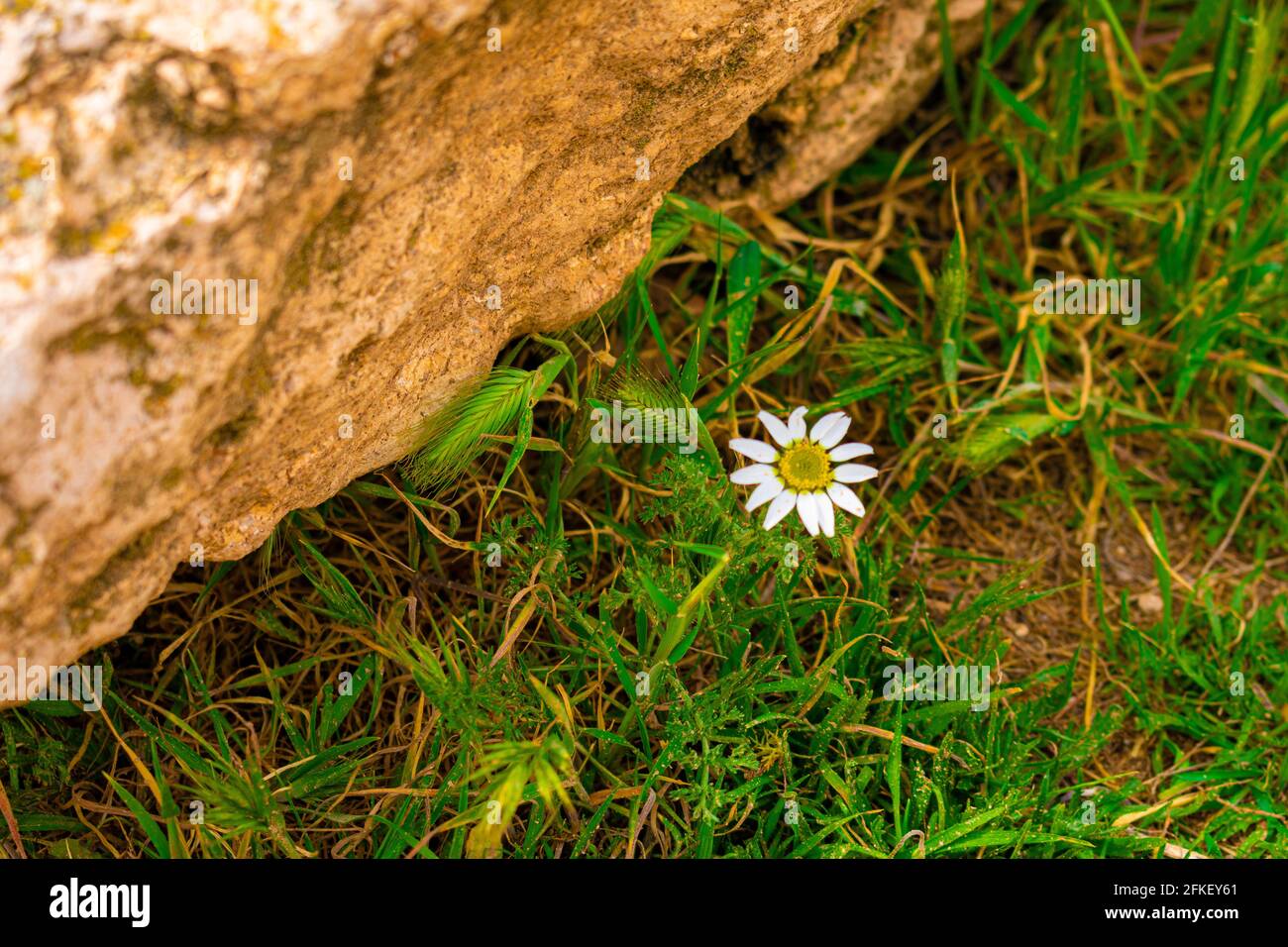 Closeup of a small daisy on background of a rock Stock Photo - Alamy