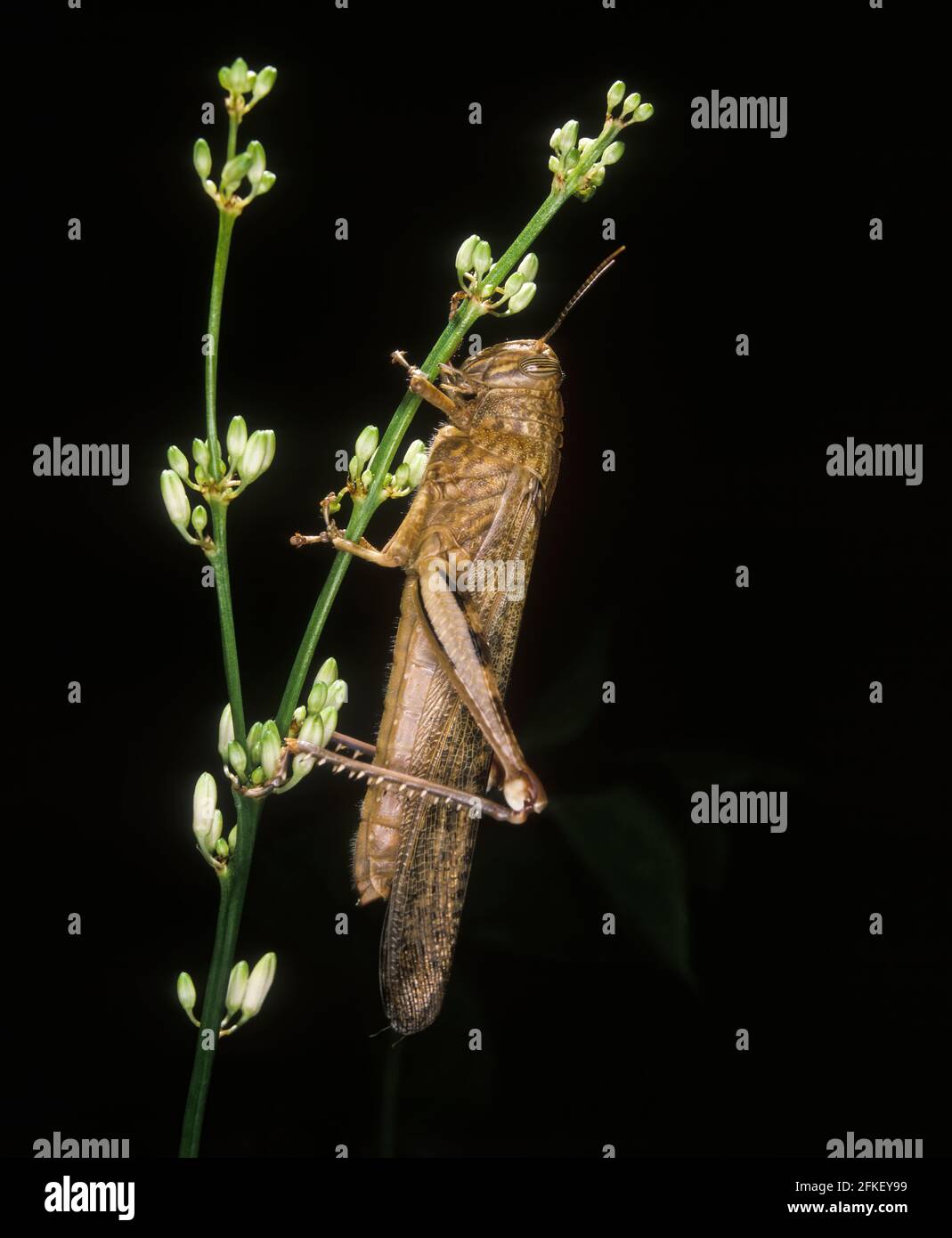 Folivore High Resolution Stock Photography and Images - Alamy