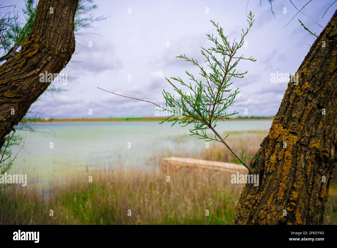 Beautiful lagoon lake seen through tree plants Stock Photo - Alamy