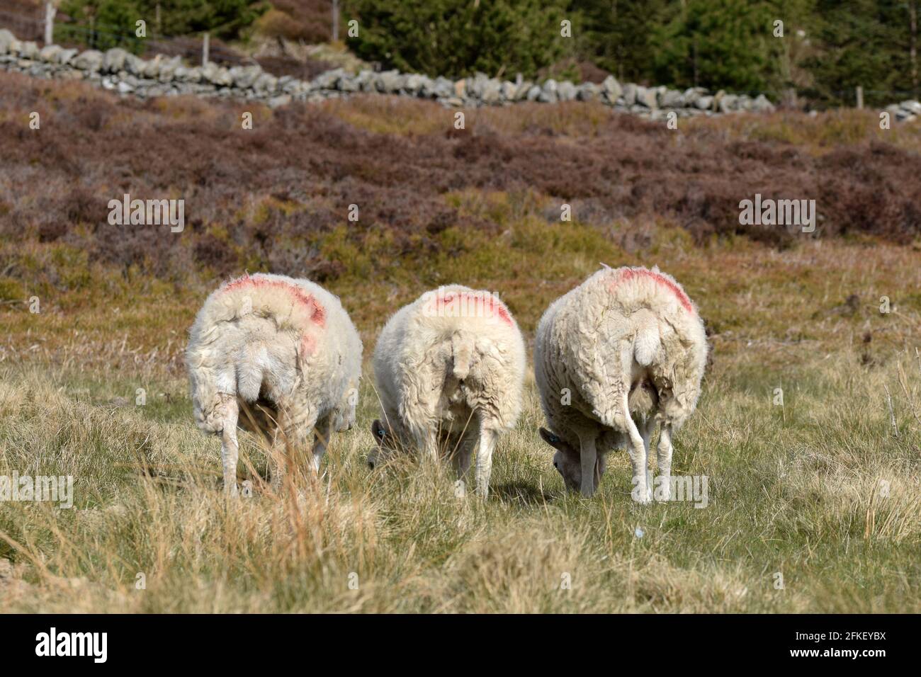 Sheep red marking grazing hi-res stock photography and images - Alamy