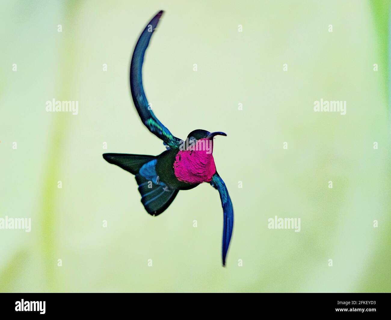 The hummingbird remains the smallest bird in the world with a highly ...