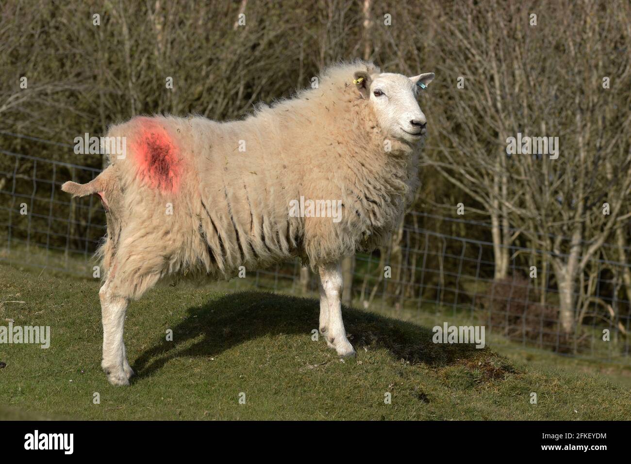 Sheep red marking hi-res stock photography and images - Alamy