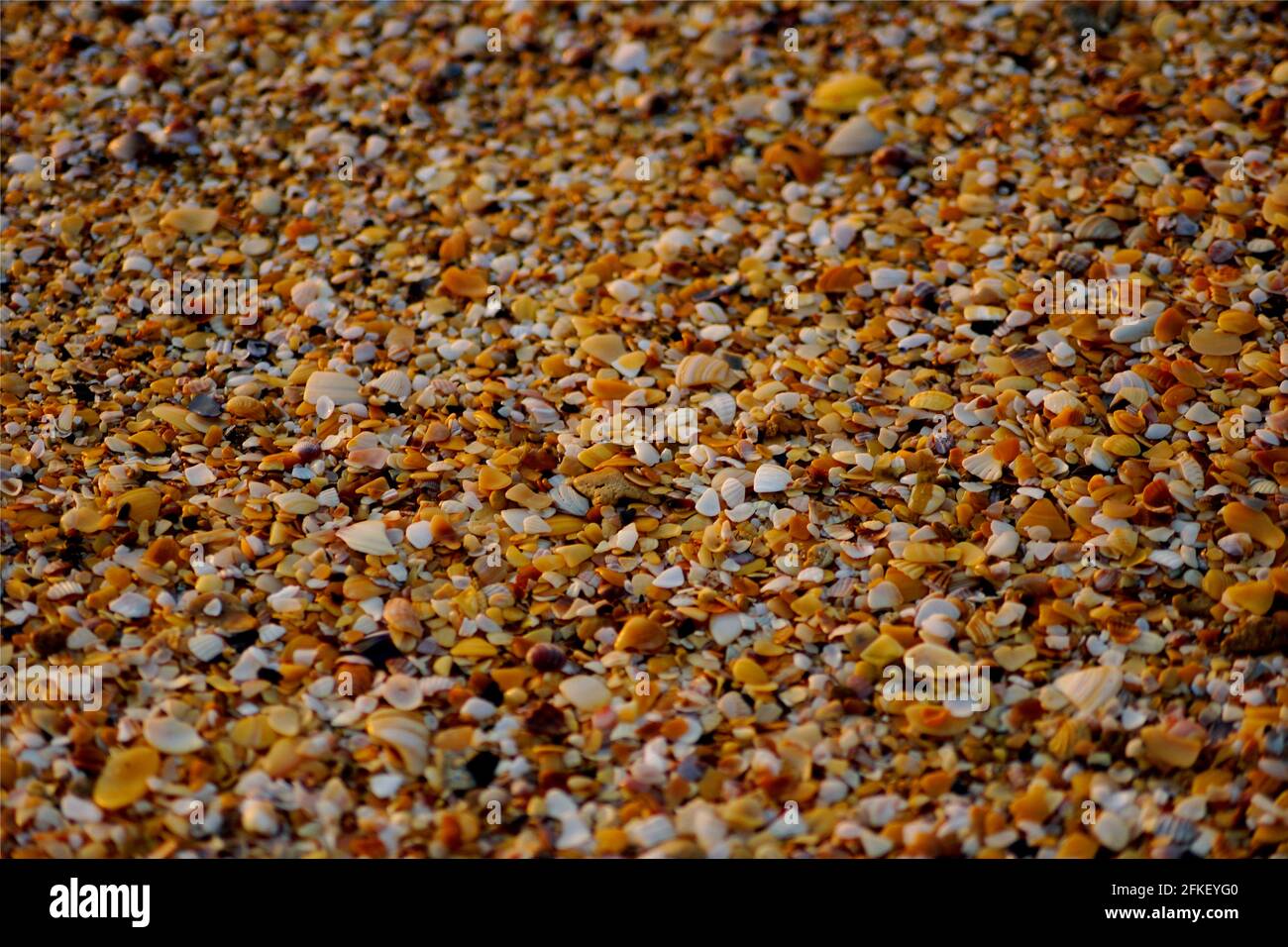 Small seashells on the beach Background of the shell Stock Photo - Alamy