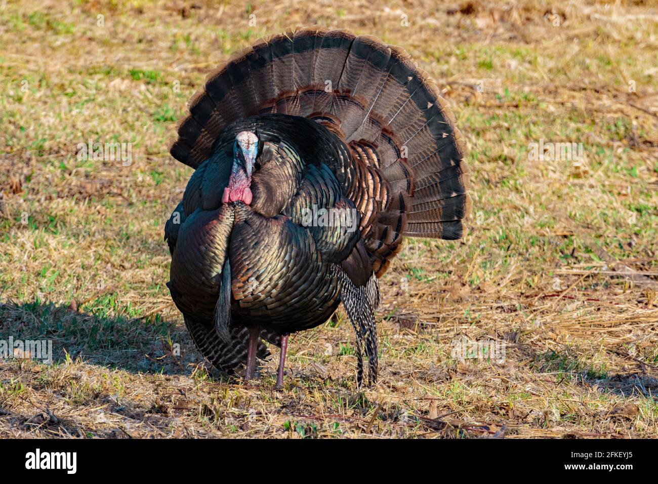 Male wild turkey displaying during spring courtship in Pennsylvania's ...