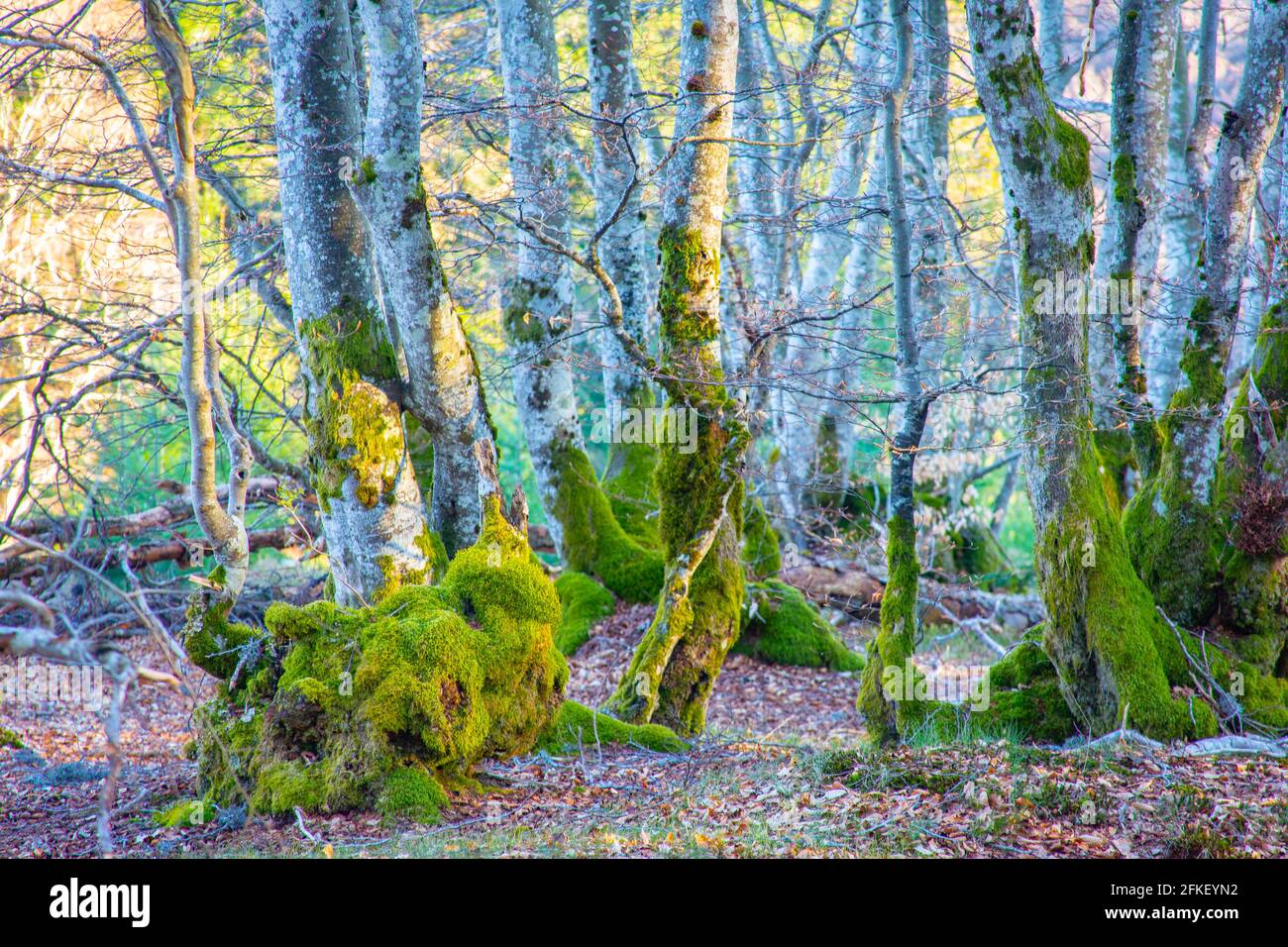 View of trees with moss at the bottom in the forest at Roanne, France ...