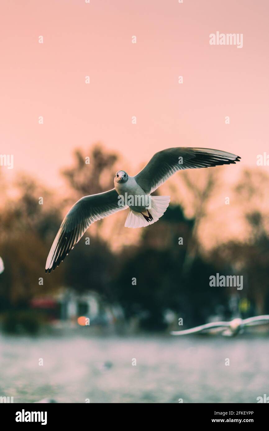 Birds fly sunset beach vertical hi-res stock photography and images - Alamy