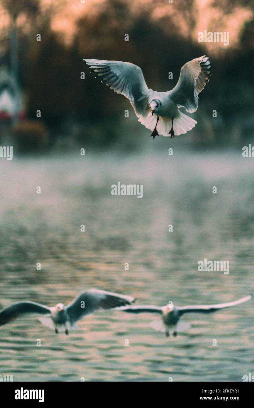 Birds fly sunset beach vertical hi-res stock photography and images - Alamy