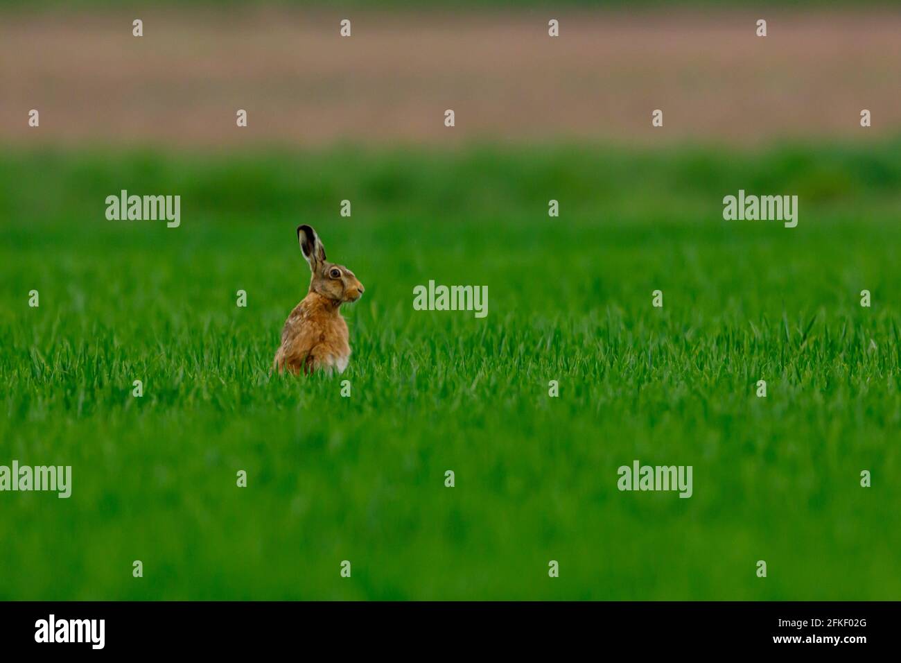A wild hare on a field Stock Photo - Alamy