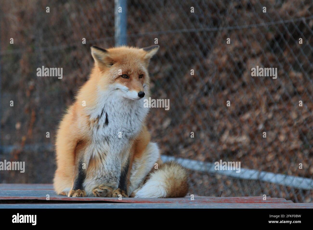 a sneaky red fox with blurred background Stock Photo - Alamy