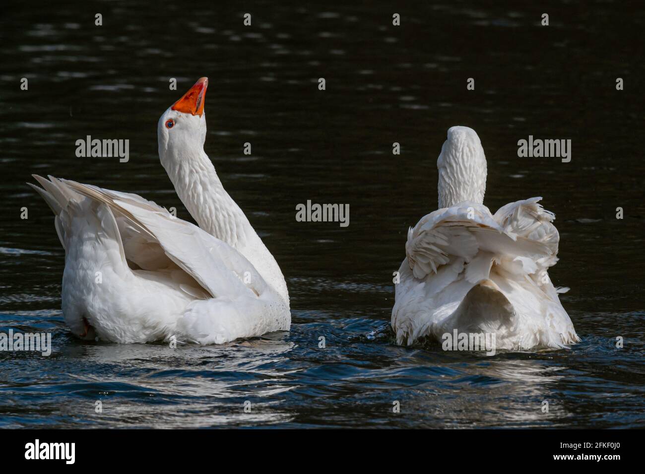 Hybrid geese hi-res stock photography and images - Alamy