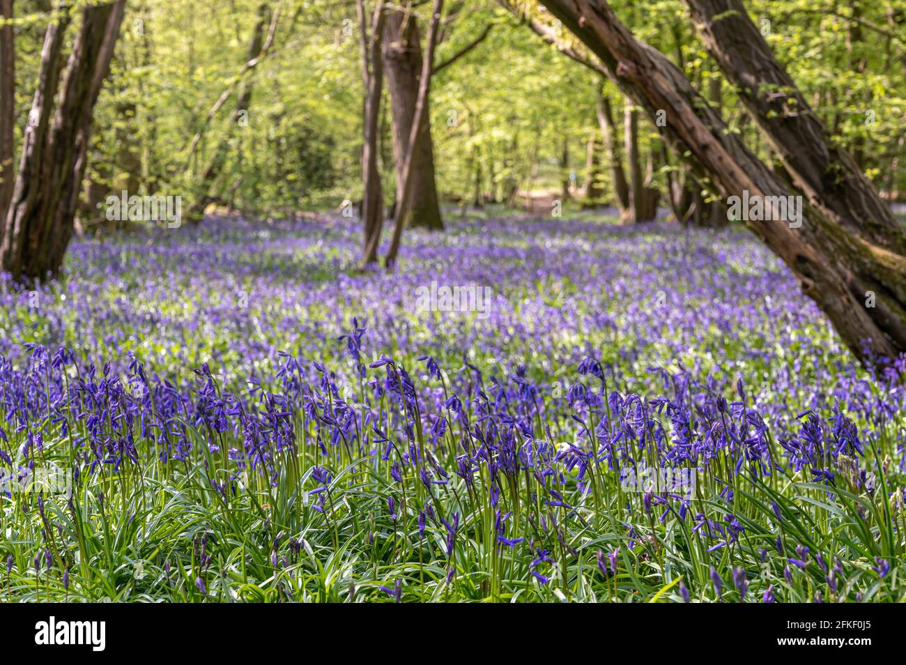 Forest carpet of bluebell flowers Stock Photo - Alamy