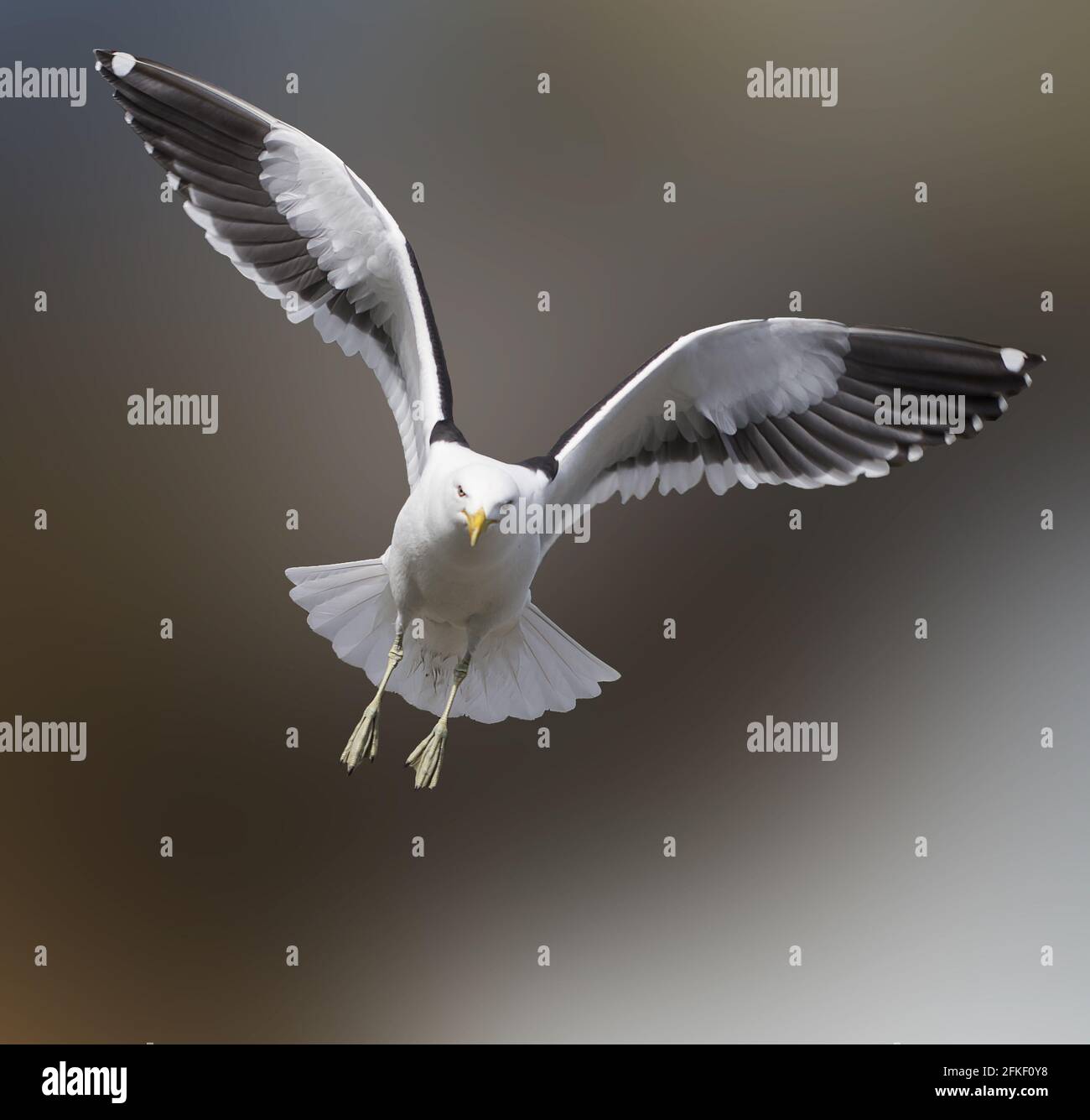 Flying seagull wildlife hi-res stock photography and images - Alamy
