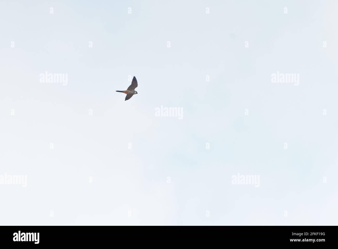 Falcon dragonflies hi-res stock photography and images - Alamy