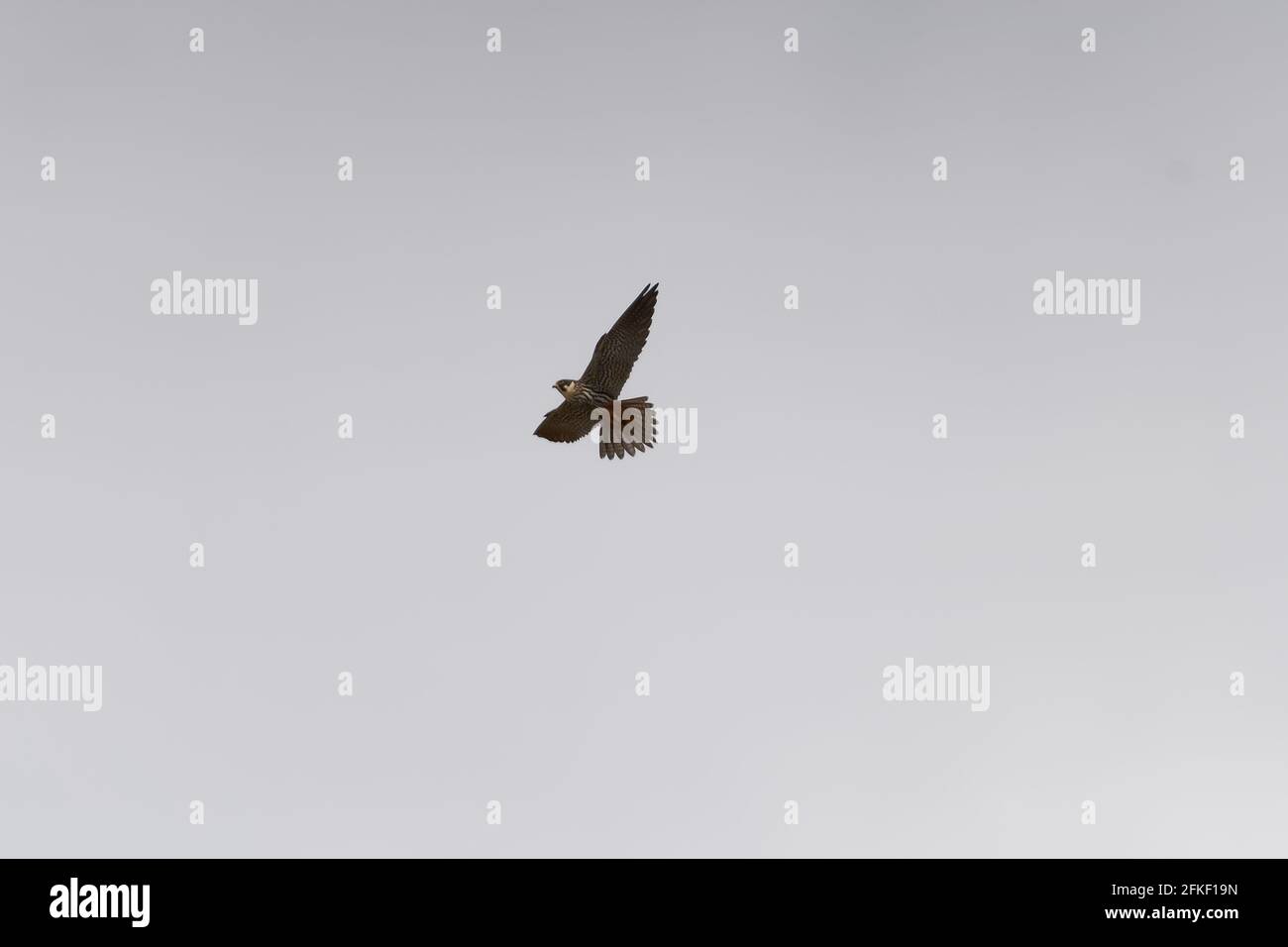 Hobby falcon in flight over marshland in Somerset UK Stock Photo - Alamy