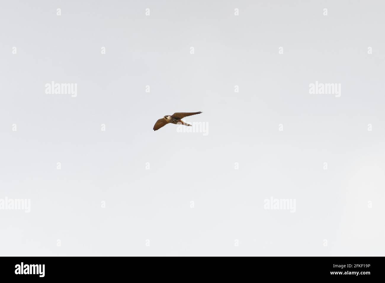 Hobby falcon in flight over marshland in Somerset UK Stock Photo - Alamy