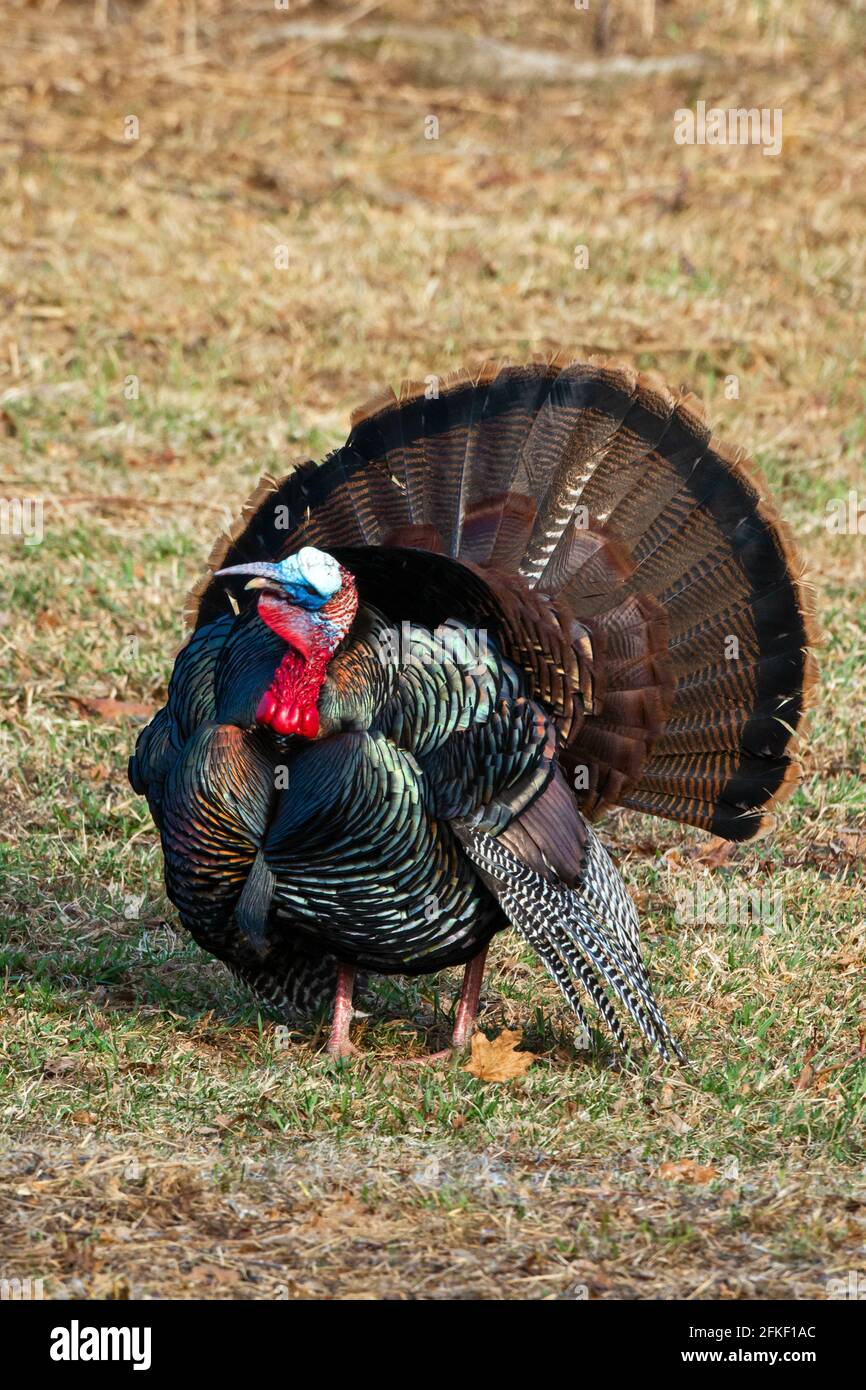 Male wild turkey displaying during spring courtship in Pennsylvania's ...