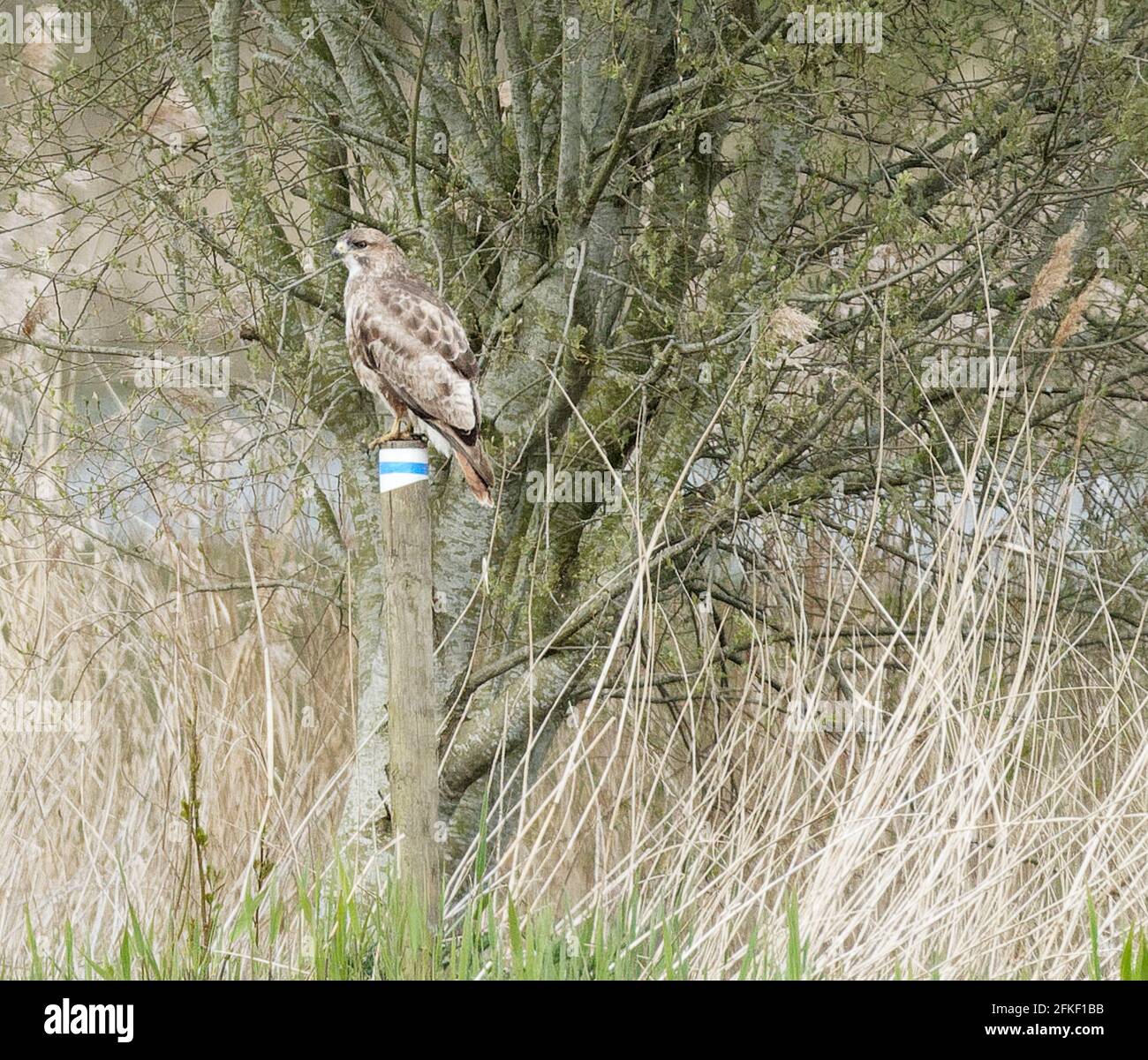 Large Buzzard perched on fence post in nature reserve Somerset UK Stock ...
