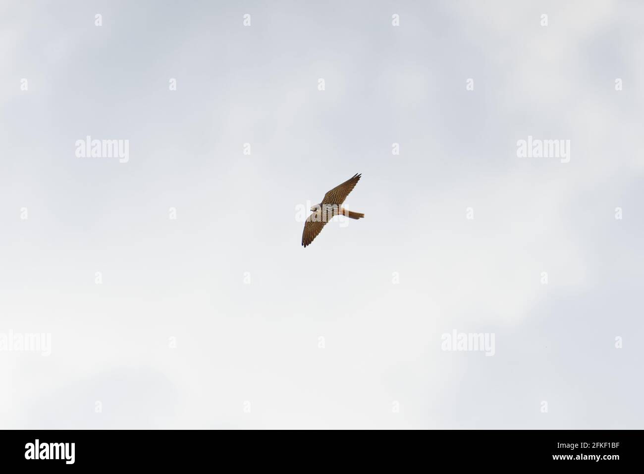 Hobby falcon uk hi-res stock photography and images - Alamy