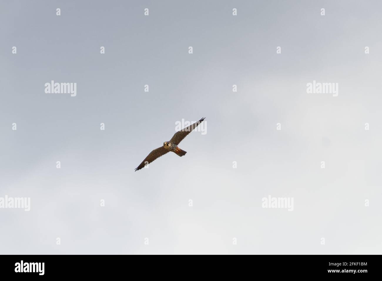 Hobby falcon in flight over marshland in Somerset UK Stock Photo - Alamy